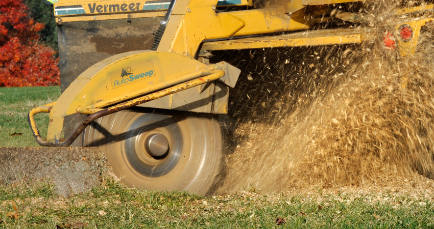 Tree Removal Complete Tree Management